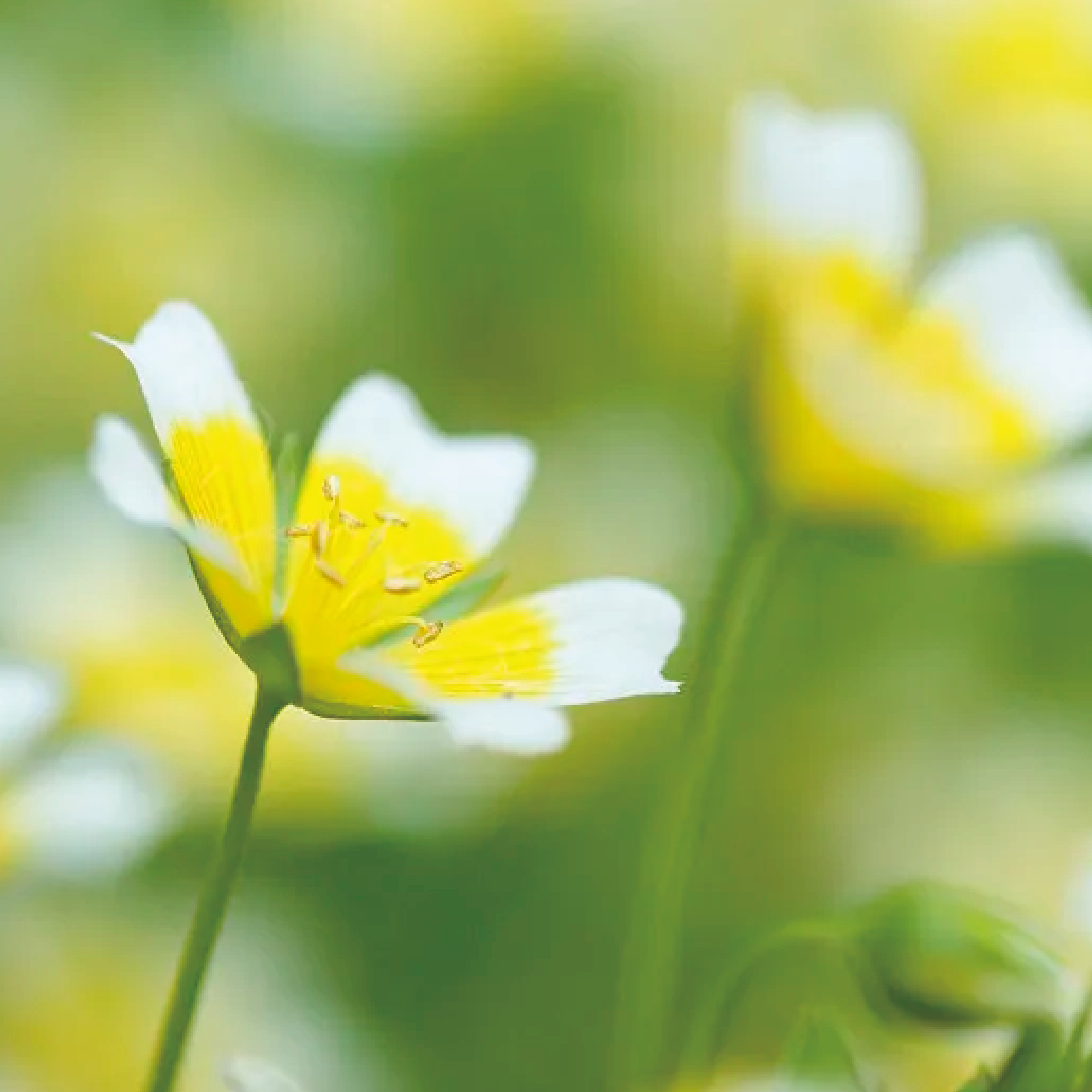 China Sunori® A-MSF (Meadowfoam Seed Fermented Oil) Manufacturer and ...