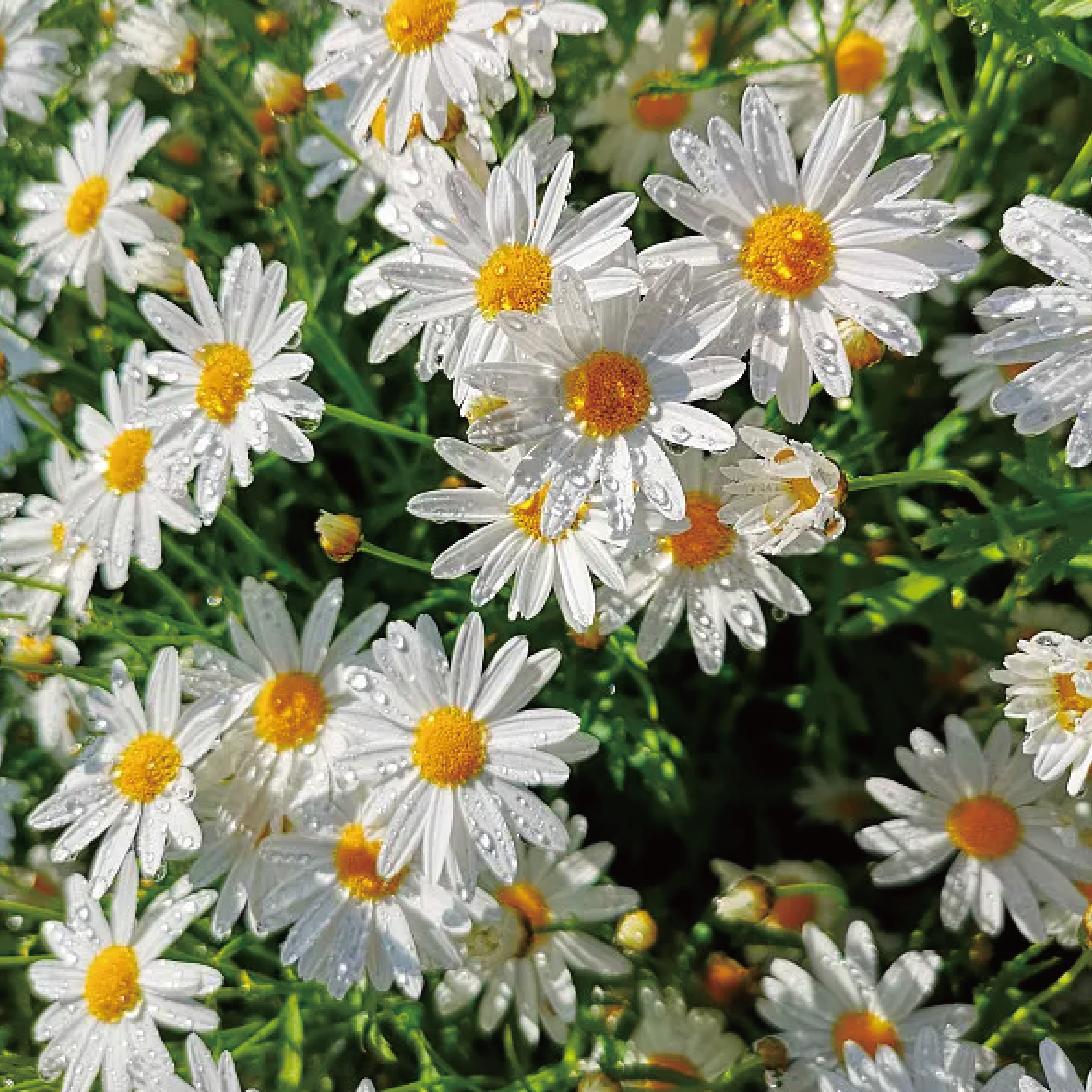 China Sunori® C-BCF (Blue-Chamomile Fermented Oil) Manufacturer and Supplier | SUNFLOWER