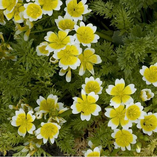 China Sunori® MSO Manufacturer and Supplier | SUNFLOWER